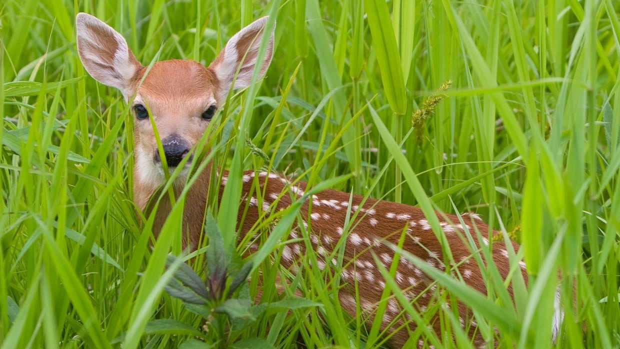 You Can Help California Native Wildlife | North County Daily Star
