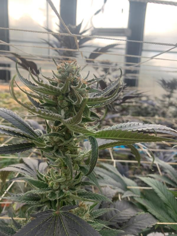 Illegal Marijuana Grow – Valley Center | North County Daily Star